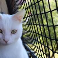 Nets for Home & Garden Use | Safetynet365